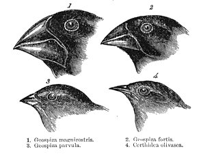 Lutheran Science Institute - Natural Selection